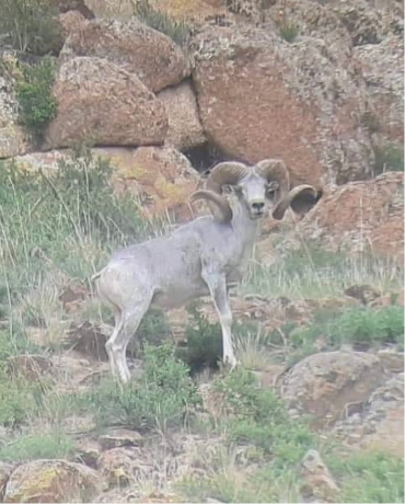 Hangay Argali Hunting Program - Welcome