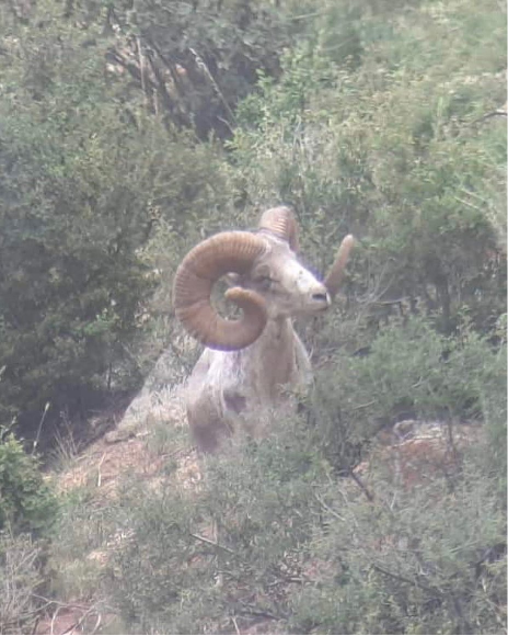 Hangay Argali Hunting Program - Welcome